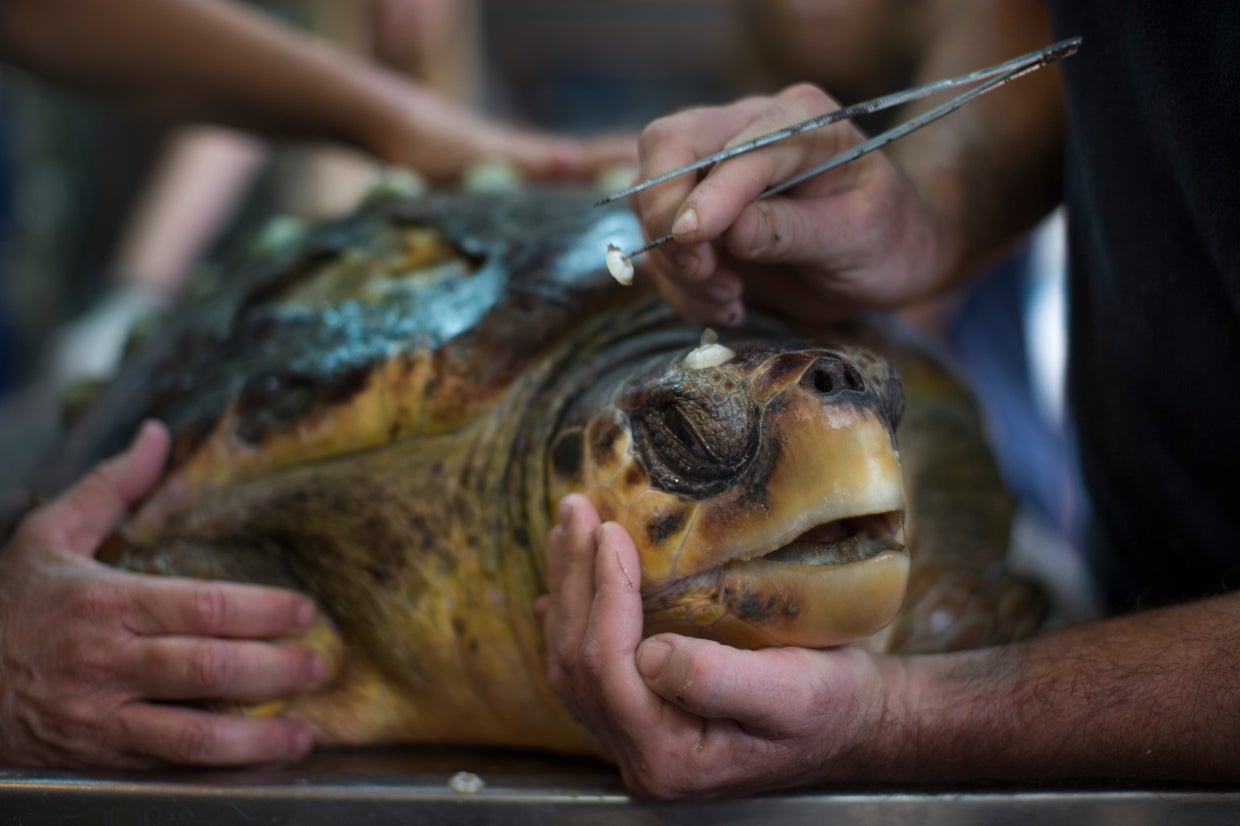 Israeli sea turtles get helping hand