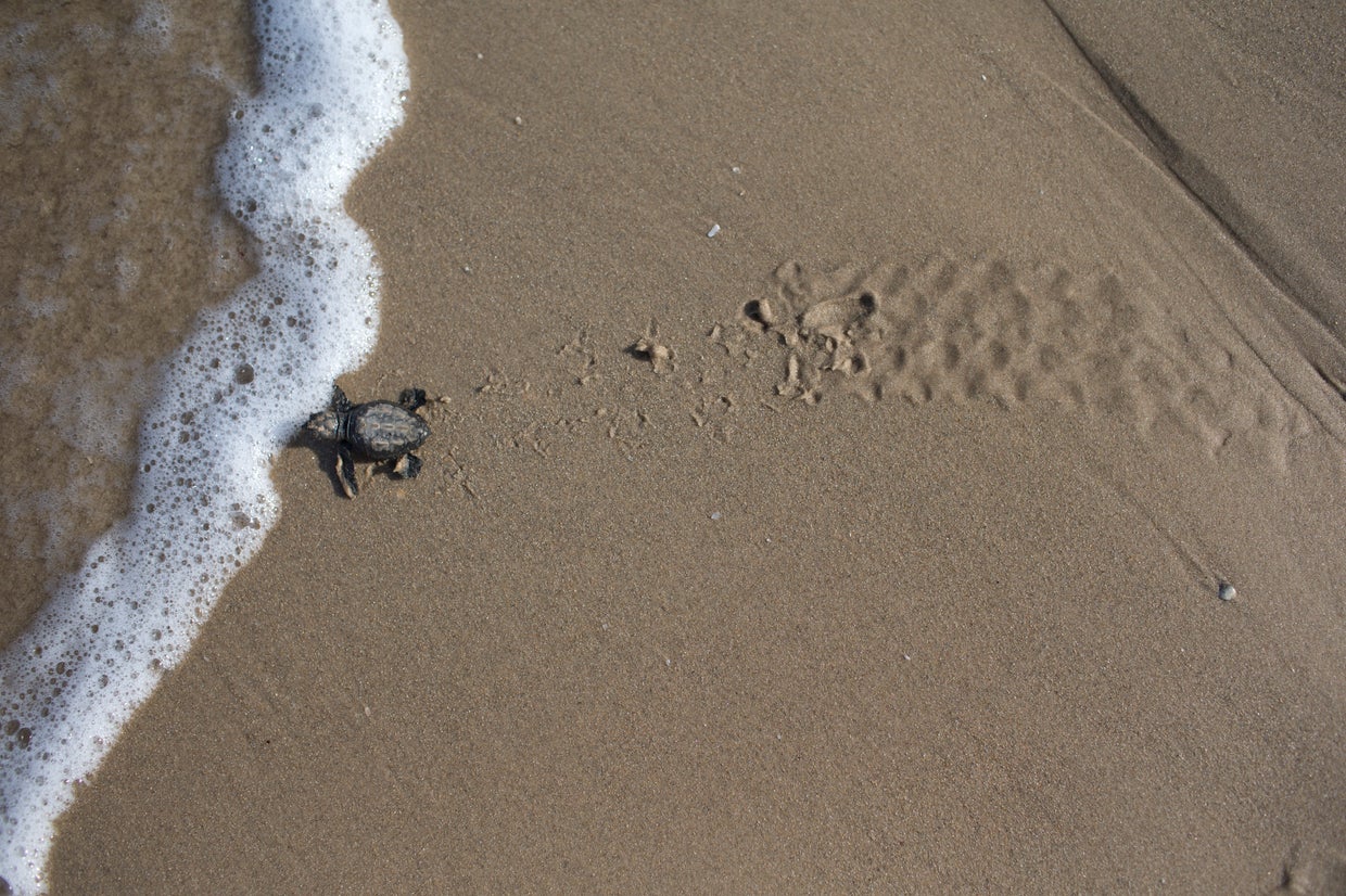 Israeli sea turtles get helping hand