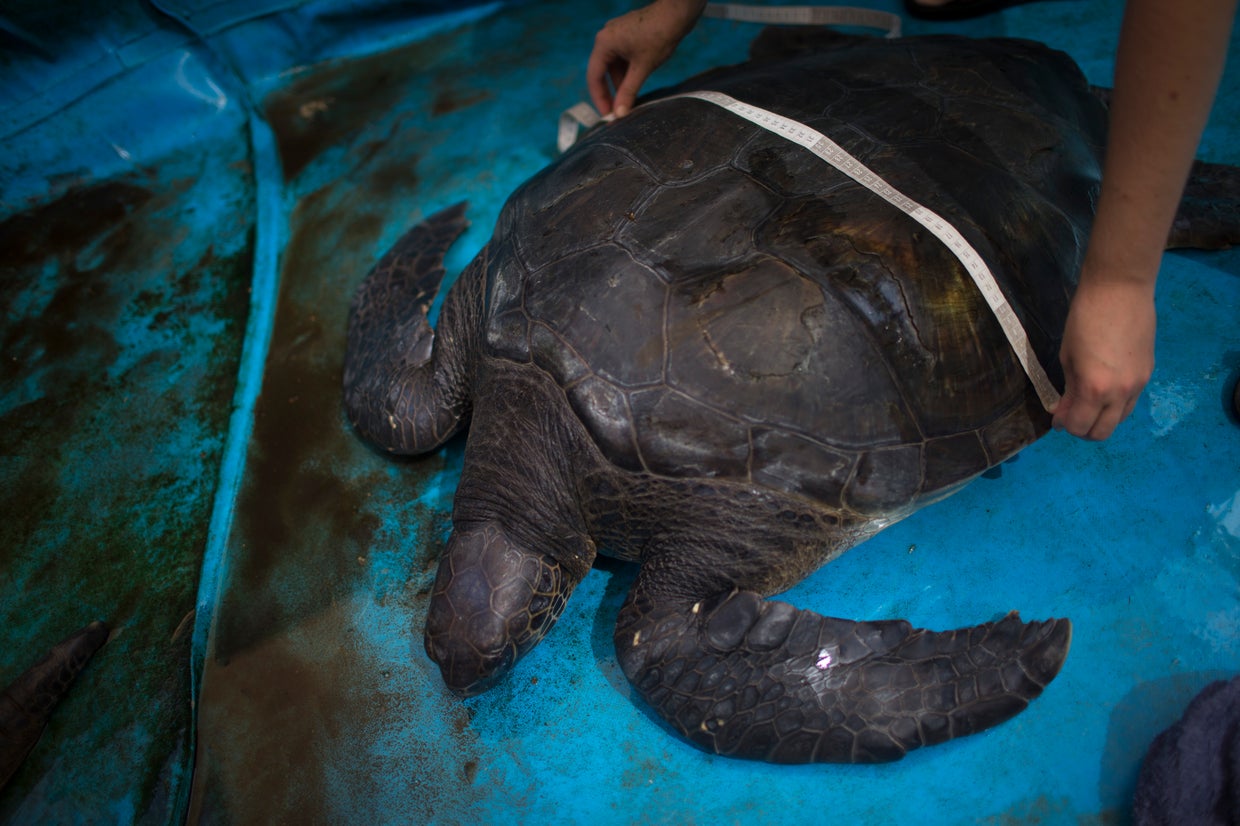 Israeli sea turtles get helping hand