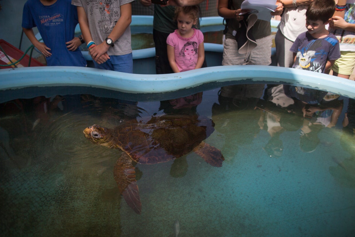 Israeli sea turtles get helping hand