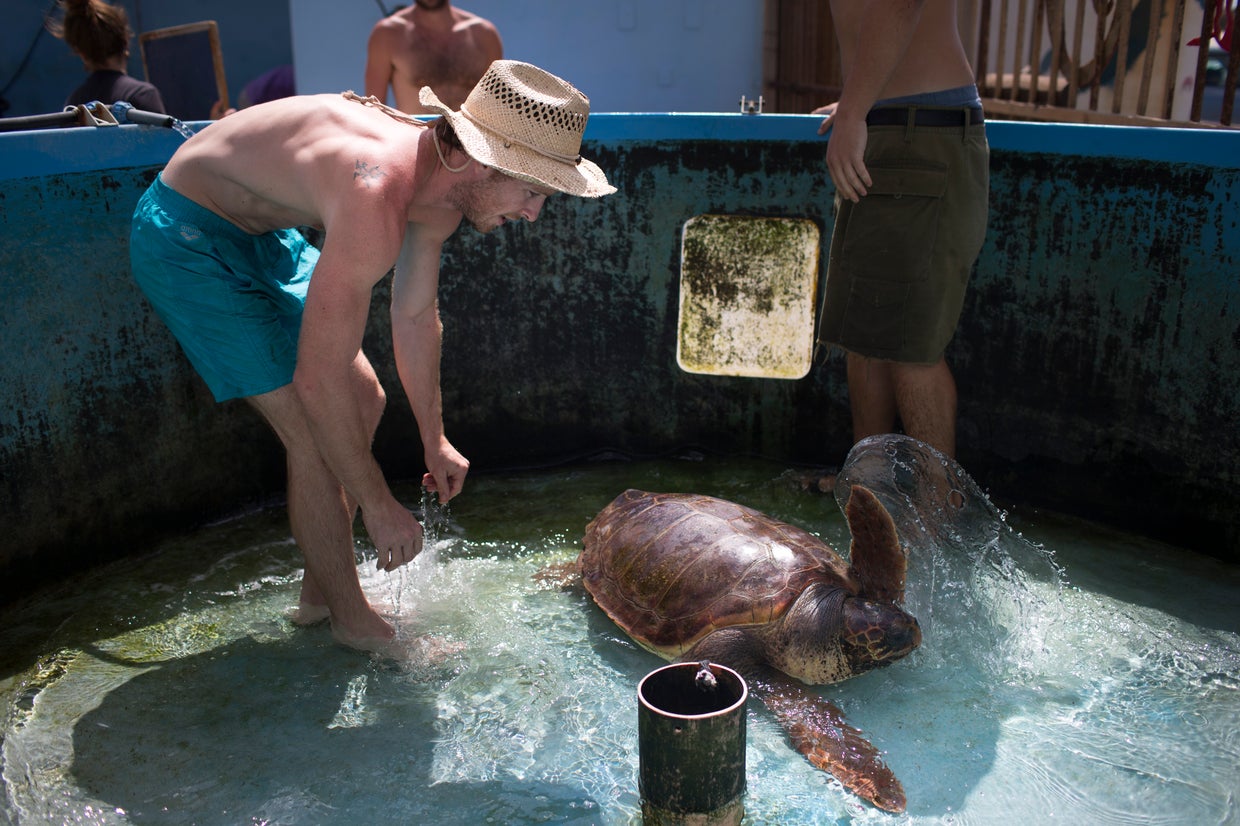 Israeli sea turtles get helping hand