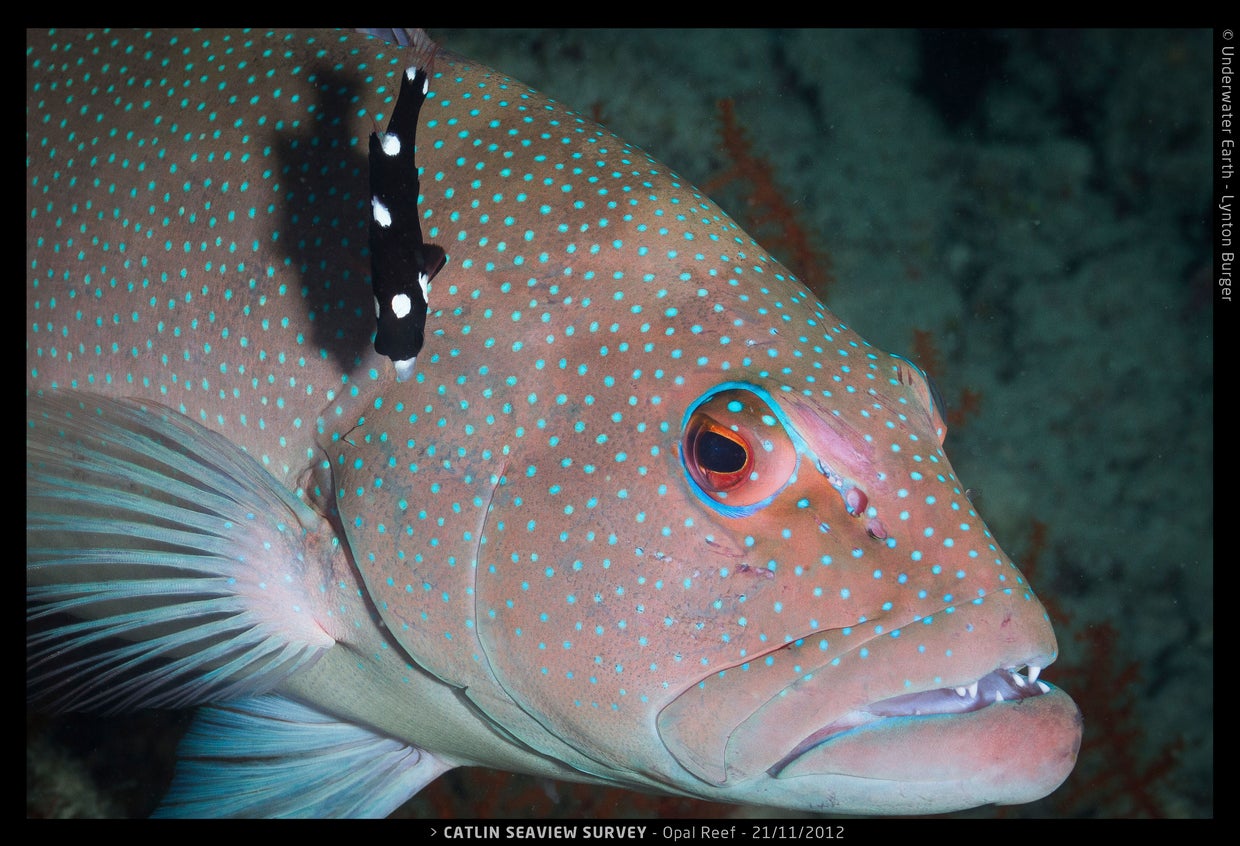 A new look at coral reefs