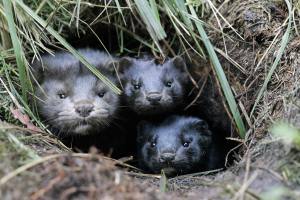 "Mink Stolen": Animal rights group say it released hundreds of fur ...