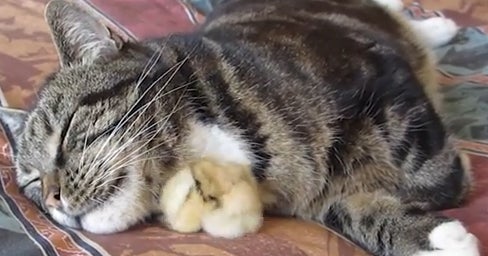 Chick snuggling with a cat equals adorableness - CBS News