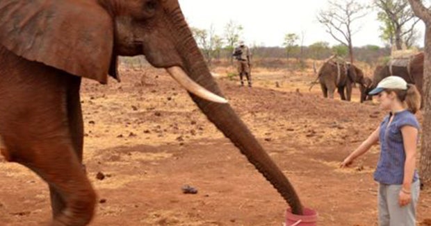 Elephants get the point - CBS News