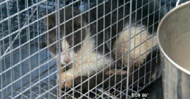 Naked homeowner in Fla. committed after 37 cats found in filthy ... Naked homeowner in Fla. committed after 37 cats found in filthy ...