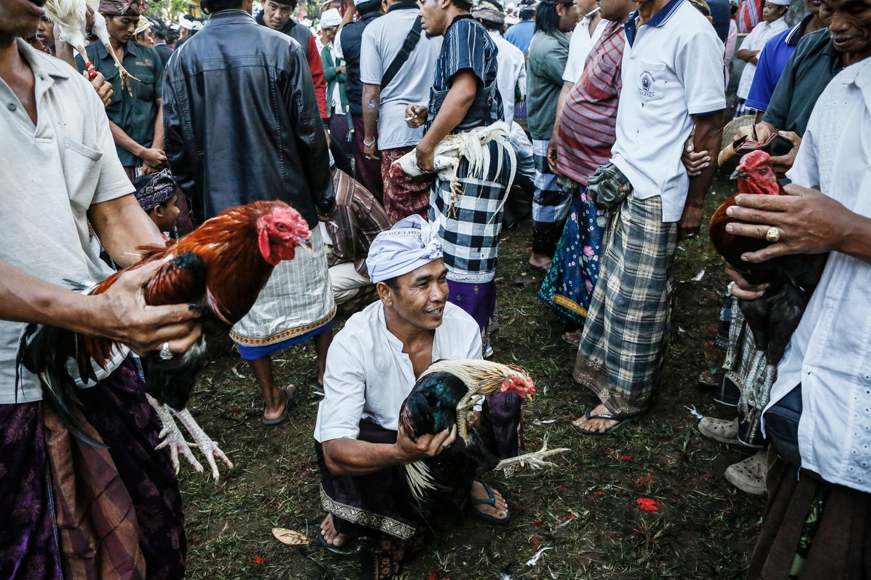 Ritual rooster fights in Bali