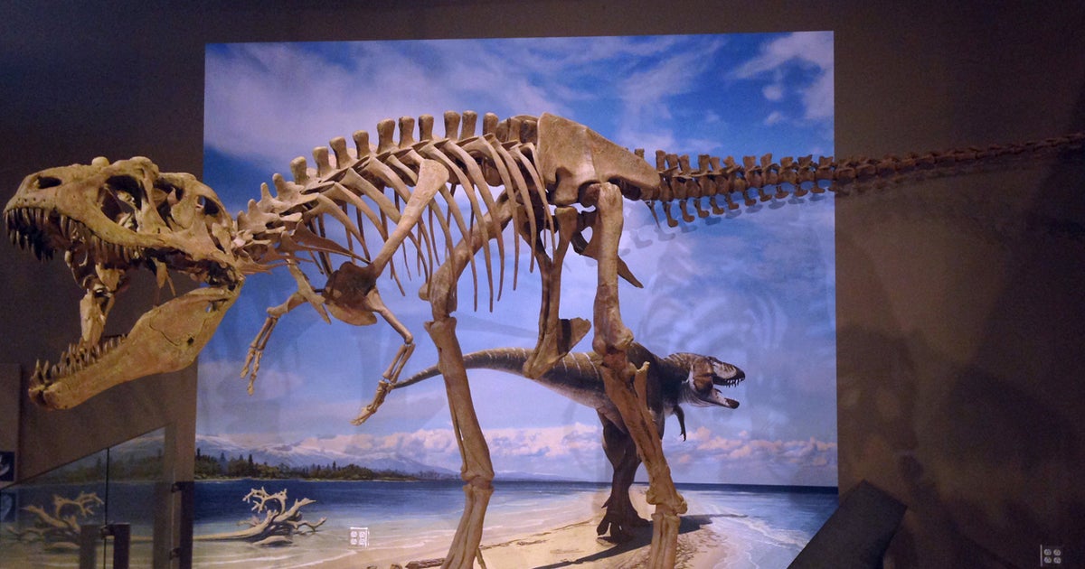 New tyrannosaur dinosaur fossils unveiled in Utah - CBS News