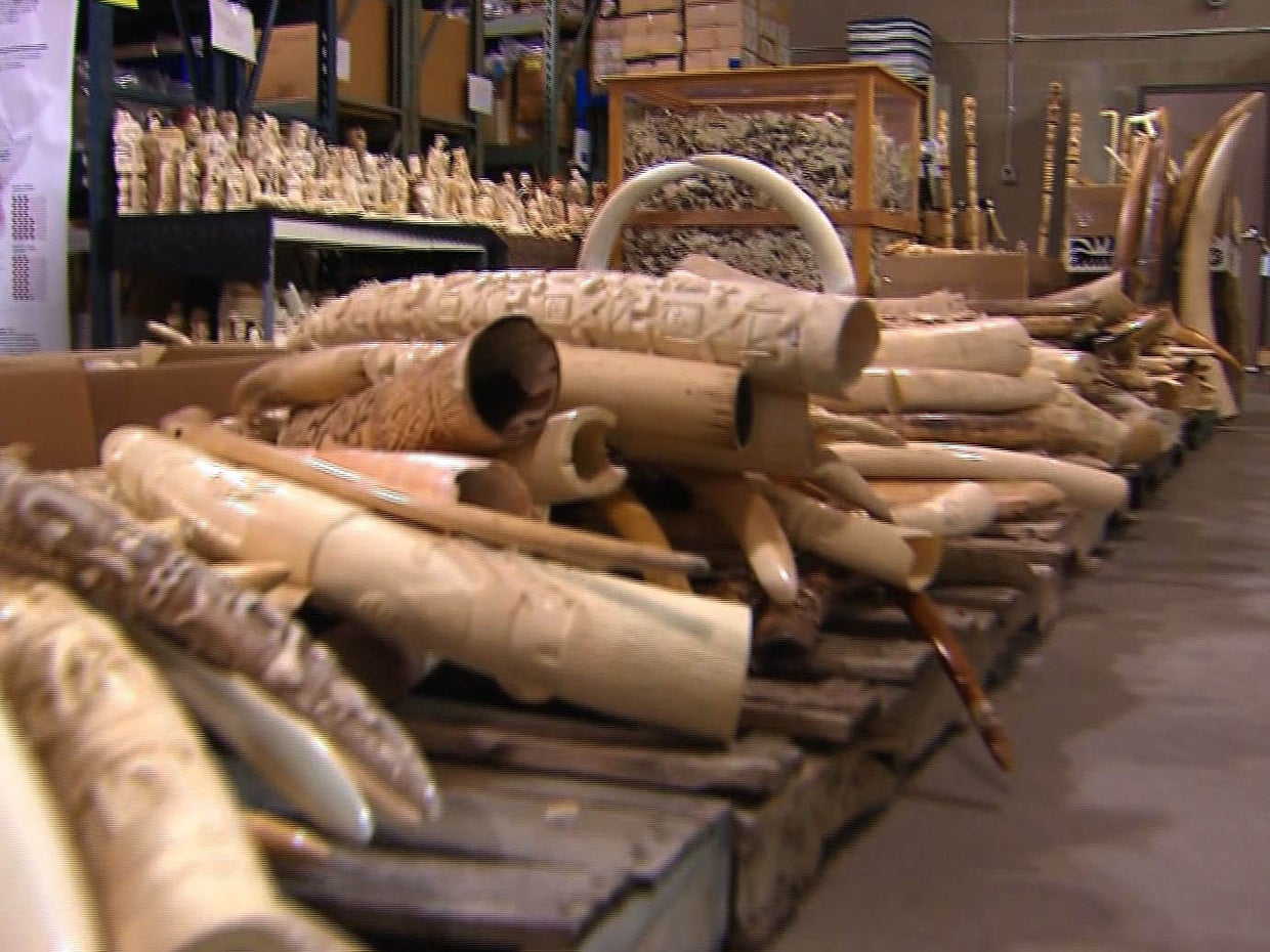 U.S. crushes 6 tons of ivory to send message to poachers - CBS News