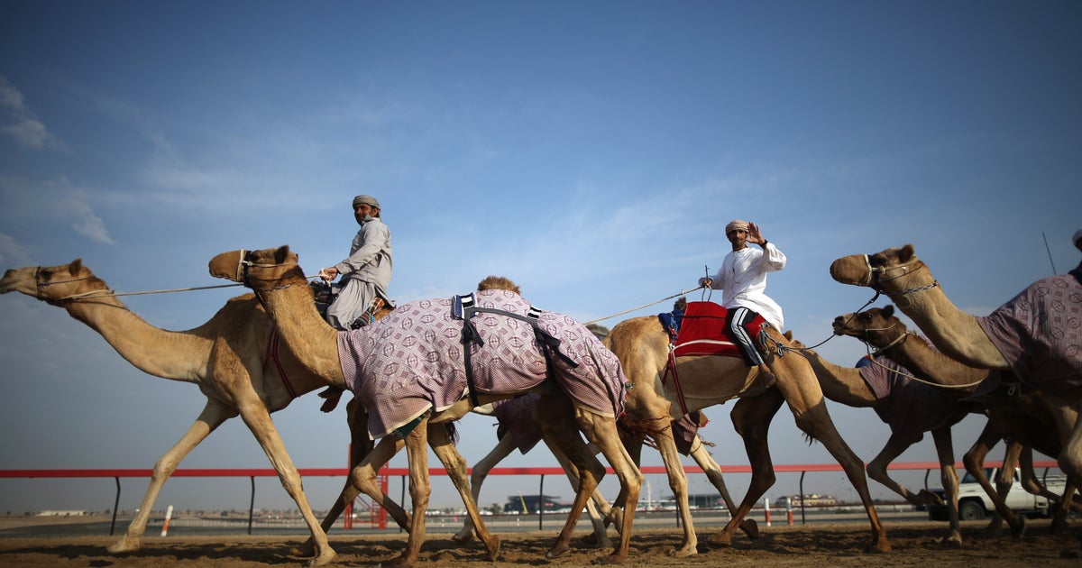 Camel Racing In Dubai camel-racing-in-dubai