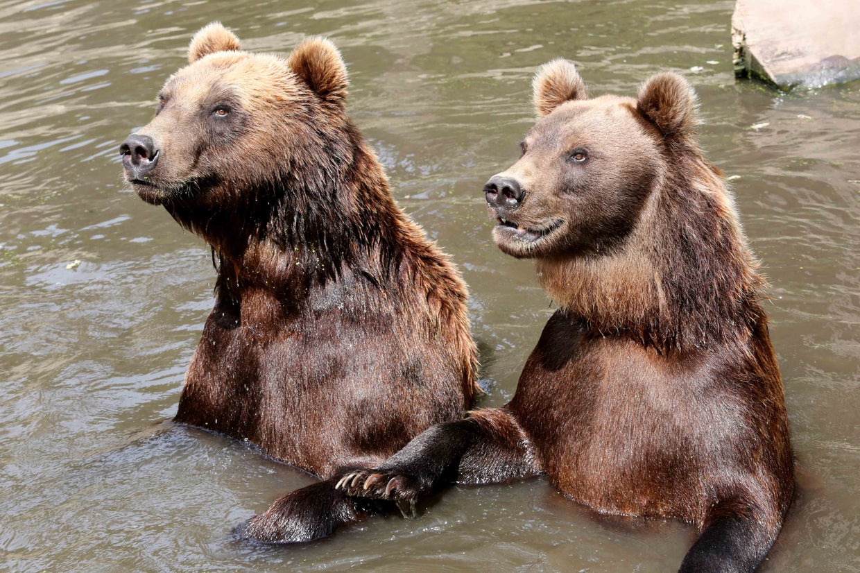 Top animal photos of 2013