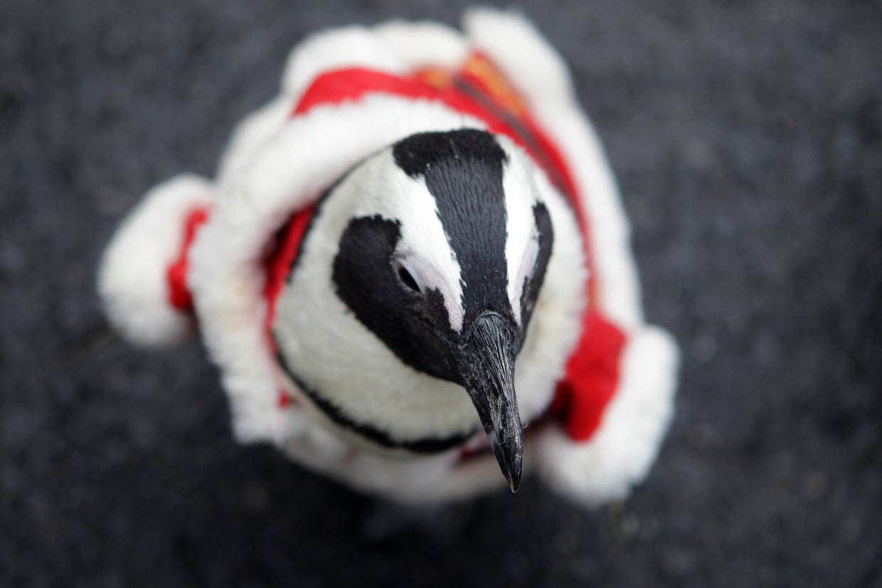 Christmas penguins on parade