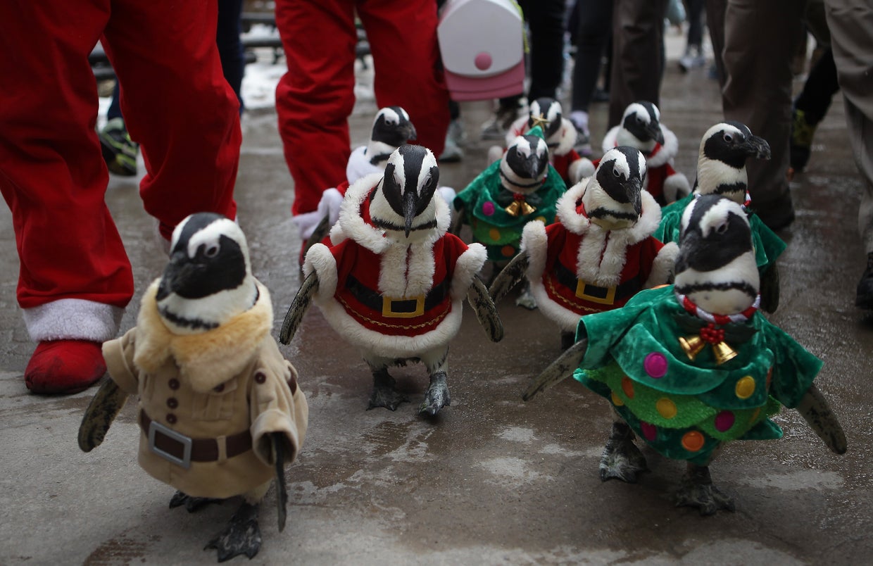 Christmas penguins on parade