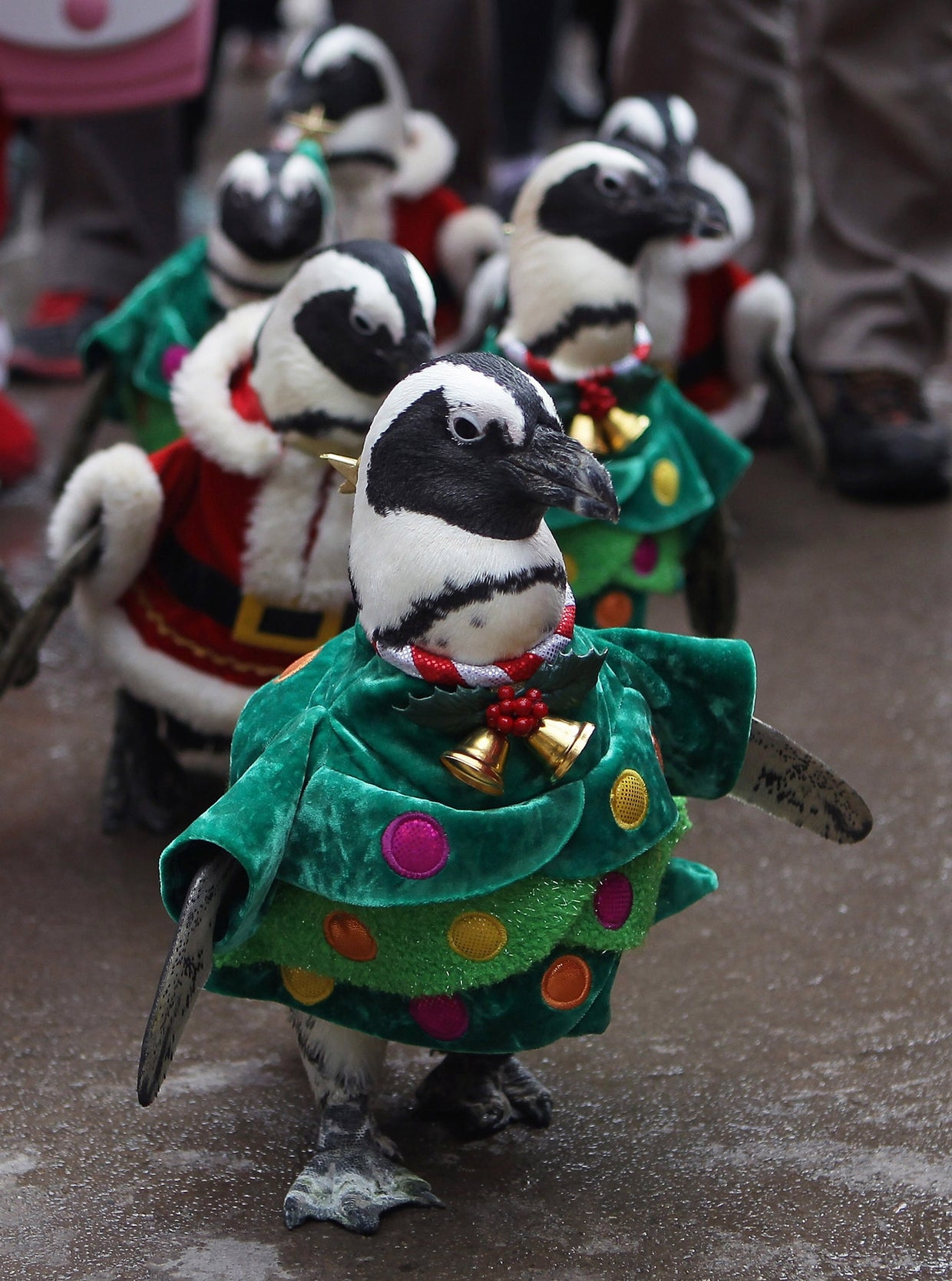 Christmas penguins on parade
