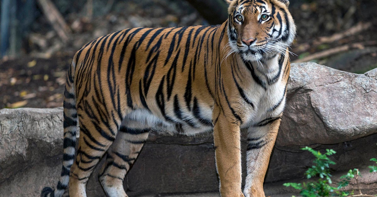 Tiger fatally mauls intended mate at San Diego Zoo - CBS News