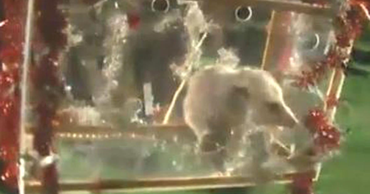 N.C. judge rules traditional new year's eve “possum drop” will go on ...