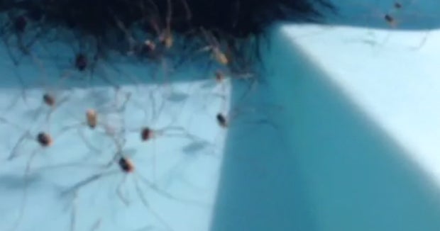 Spider Vine video goes viral - CBS News