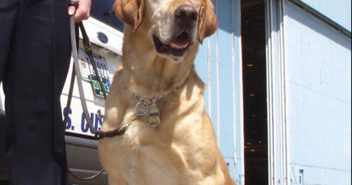 Dog Does Drugs: Cocaine in canine, N.M. woman wants pet back - CBS News