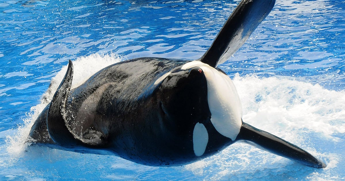 SeaWorld's full-year revenue may meet expectations - CBS News