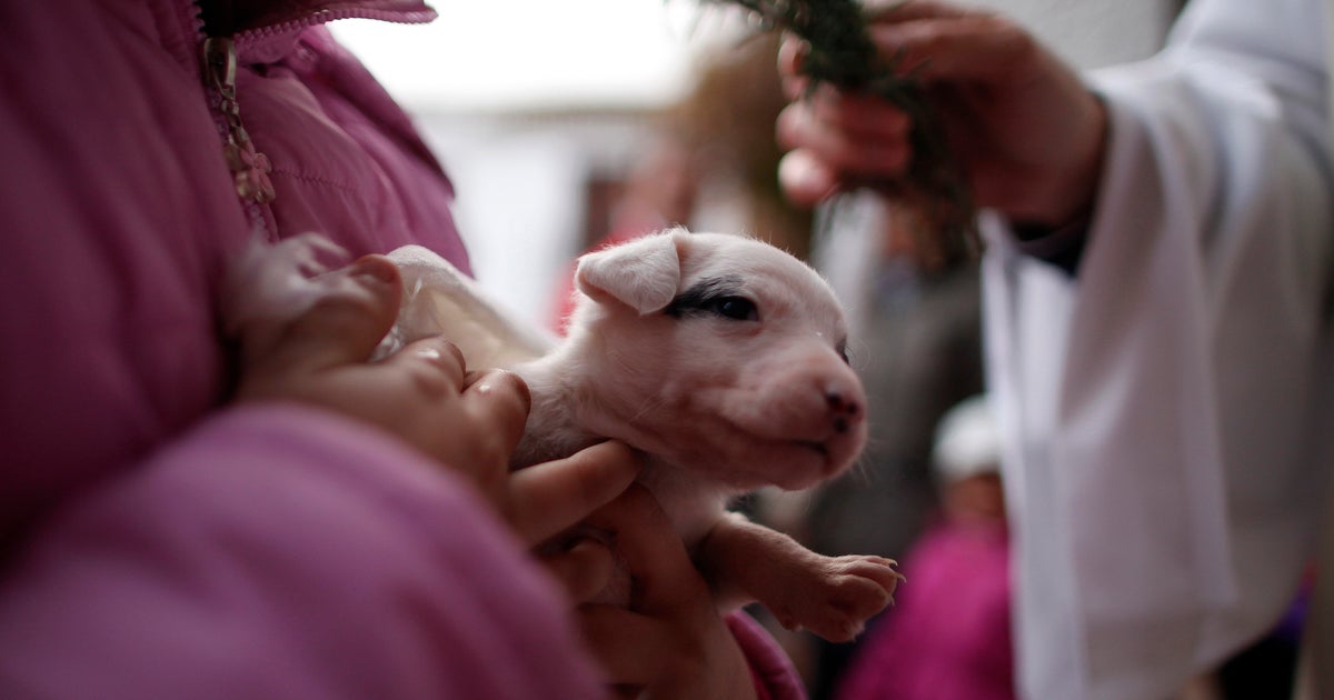 Blessed be the animals