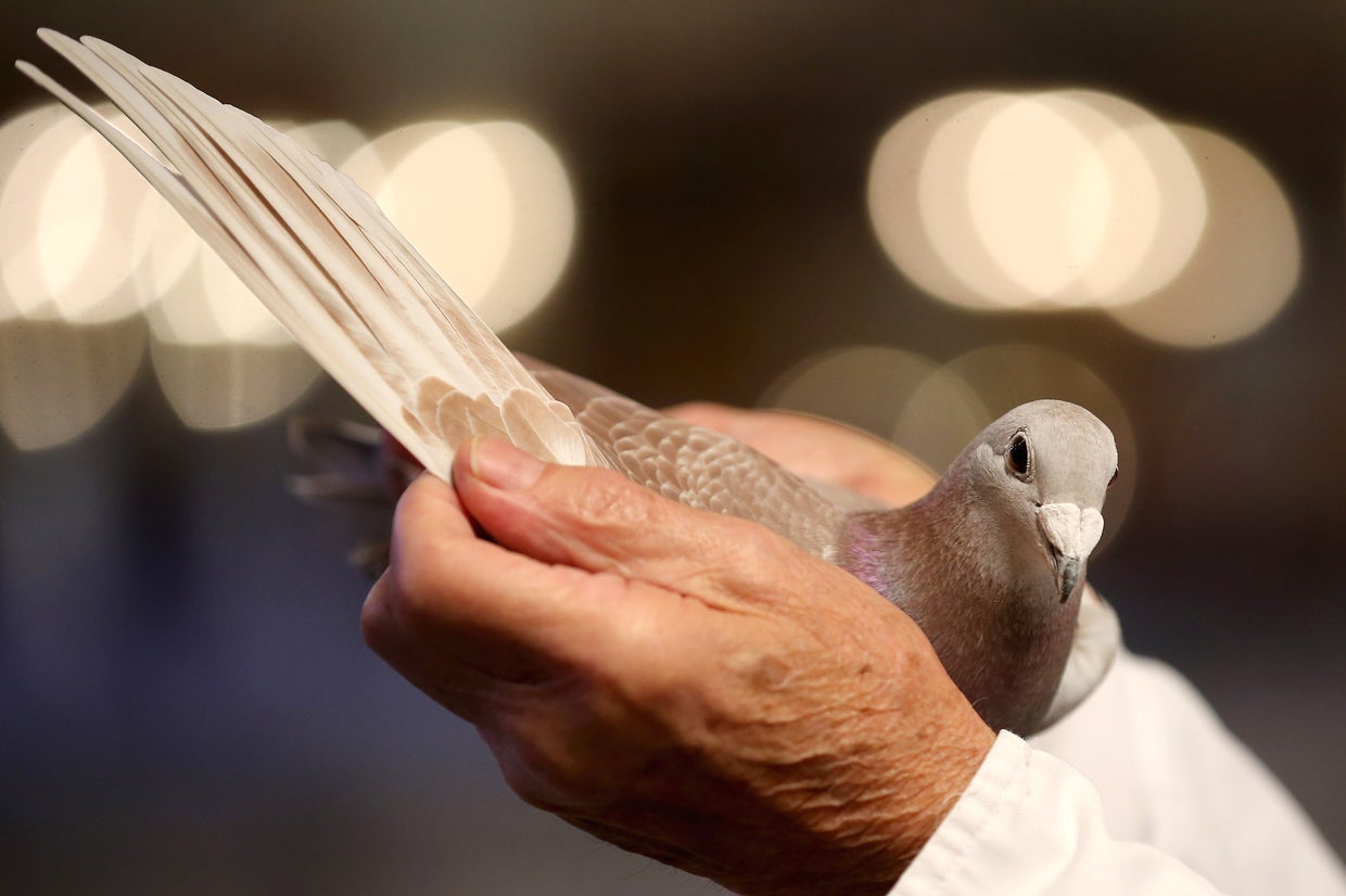 May the best pigeon win
