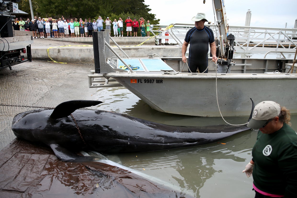 Pilot whales stranded on Fla. coast