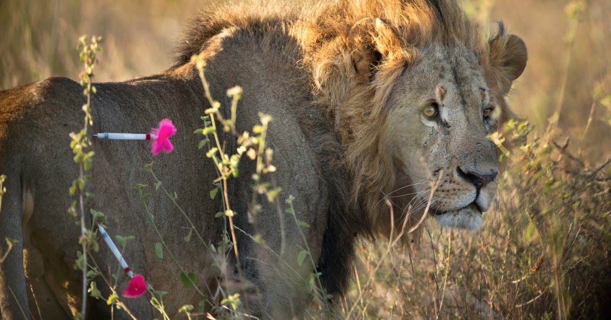 GPS for Kenya's lions