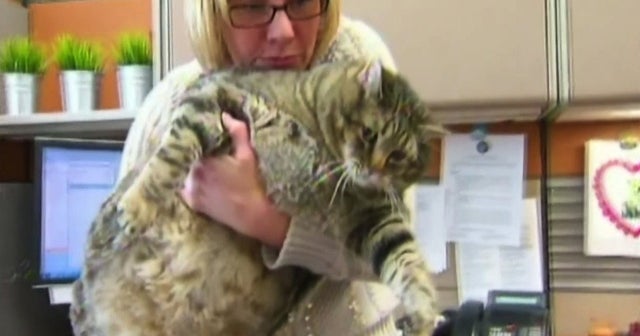 "Meatball" the cat tips the scales at 36 pounds - CBS News