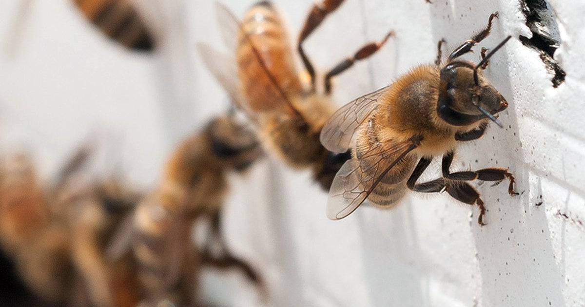 USDA to spend $3 million to feed Midwest honeybees - CBS News