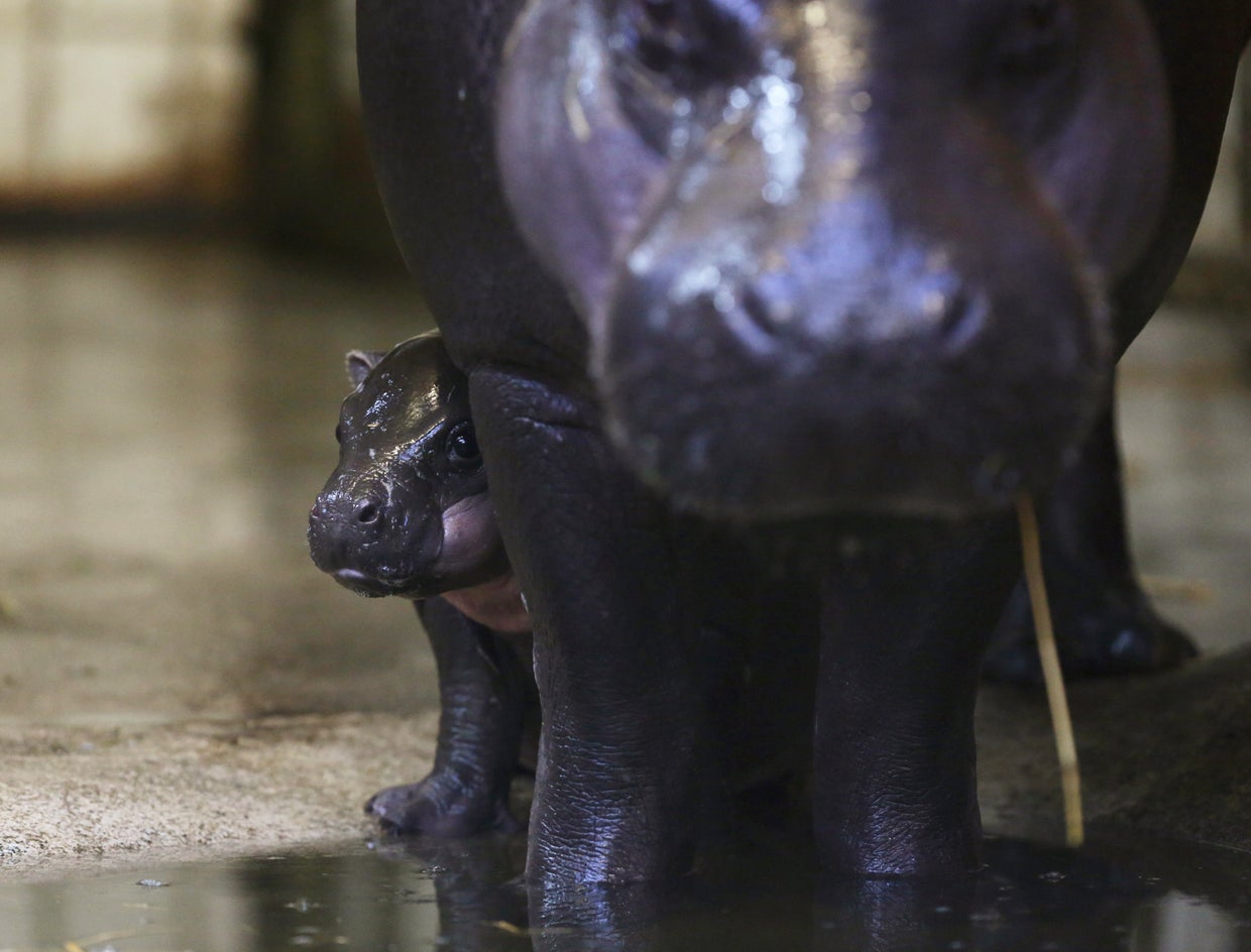 Tiny, rare hippo born in England