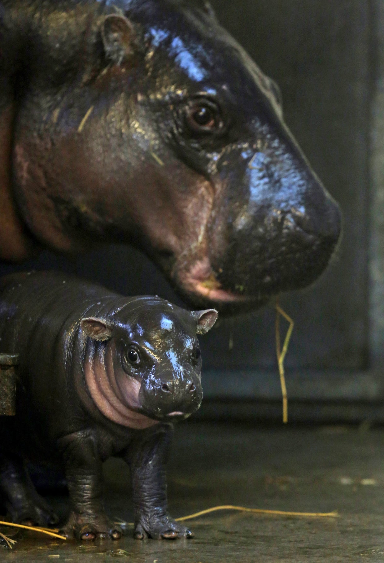 Tiny, rare hippo born in England