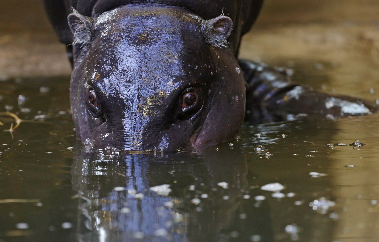Tiny, rare hippo born in England