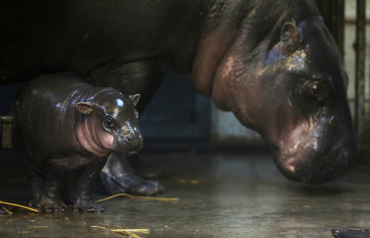 Tiny, rare hippo born in England