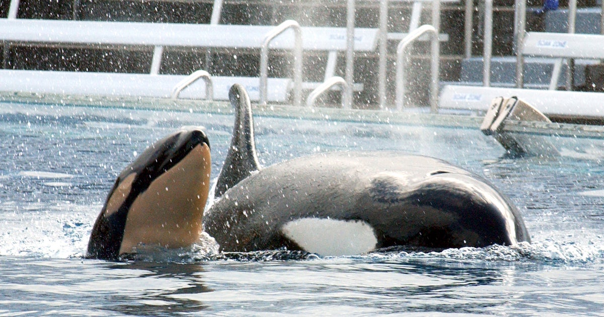 Orca protection law proposed by Calif. legislator - CBS News