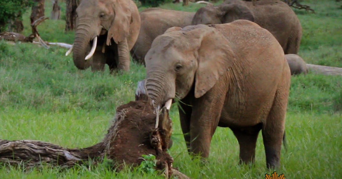 Stepping up the fight against elephant poachers - CBS News