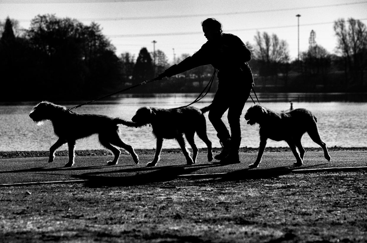 Canine competition at Crufts dog show