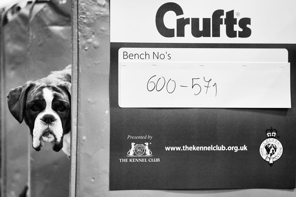 Canine competition at Crufts dog show
