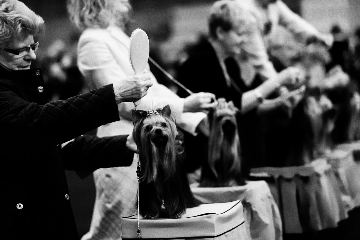 Canine competition at Crufts dog show