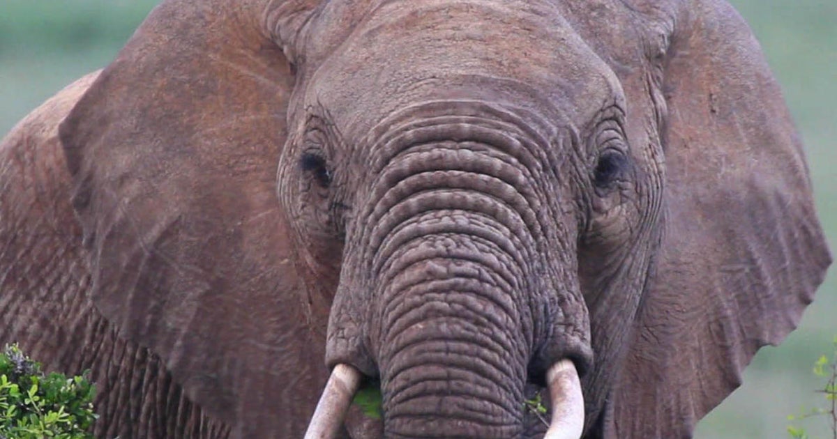 Elephants can tell one language from another - CBS News