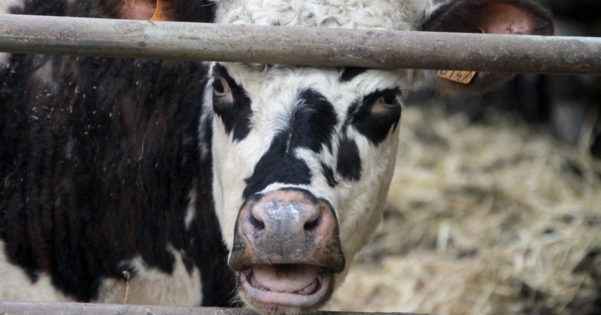 Why cattle rustling and tractor thefts are on the rise - CBS News
