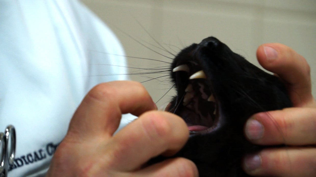 Why dogs and cats need dental care, sometimes even braces - CBS News