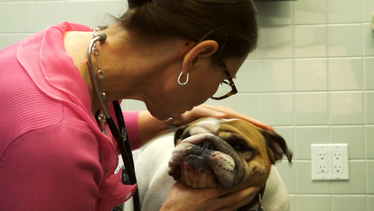 Implants and facelifts for your pet? Inside the pet plastic surgery ...