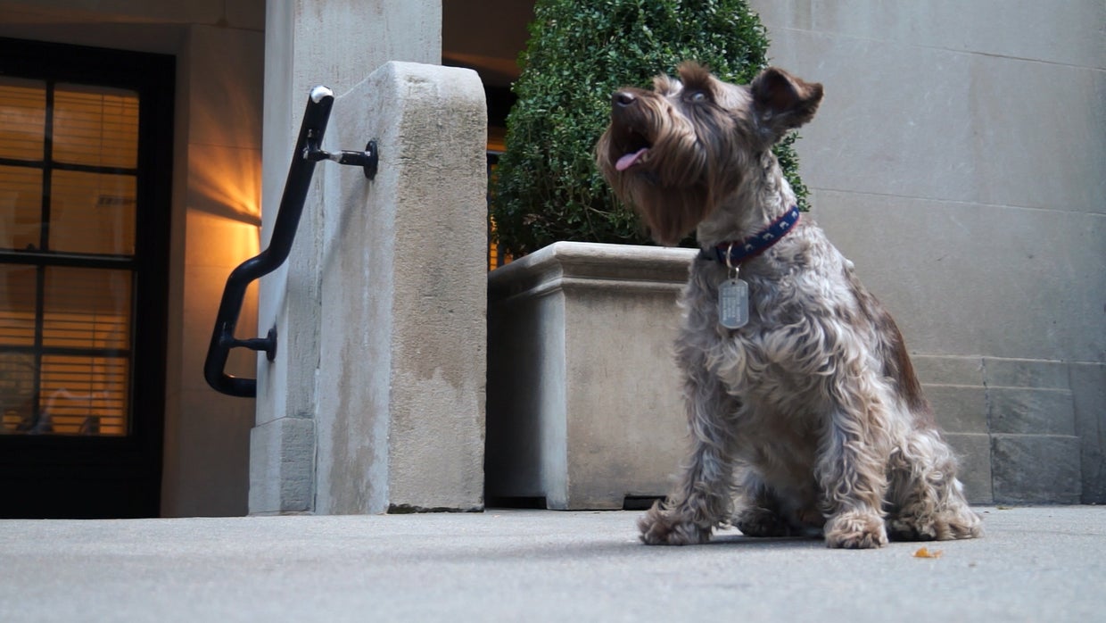 Implants and facelifts for your pet? Inside the pet plastic surgery ...