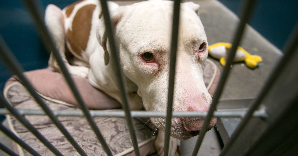 Pit bull that mauled boy escapes death penalty, but gets life sentence ...