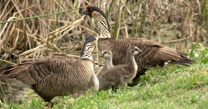 Rare Hawaiian nene make appearance in Oahu