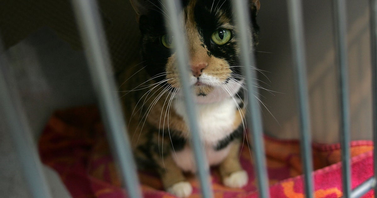 Two tuberculosis cases caused by house cat: U.K. - CBS News