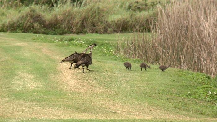 Rare Hawaiian nene make appearance in Oahu
