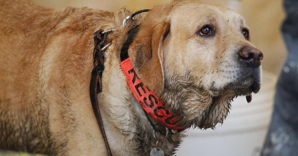 Exhausted rescue dogs get break as Wash. mudslide death toll rises ...