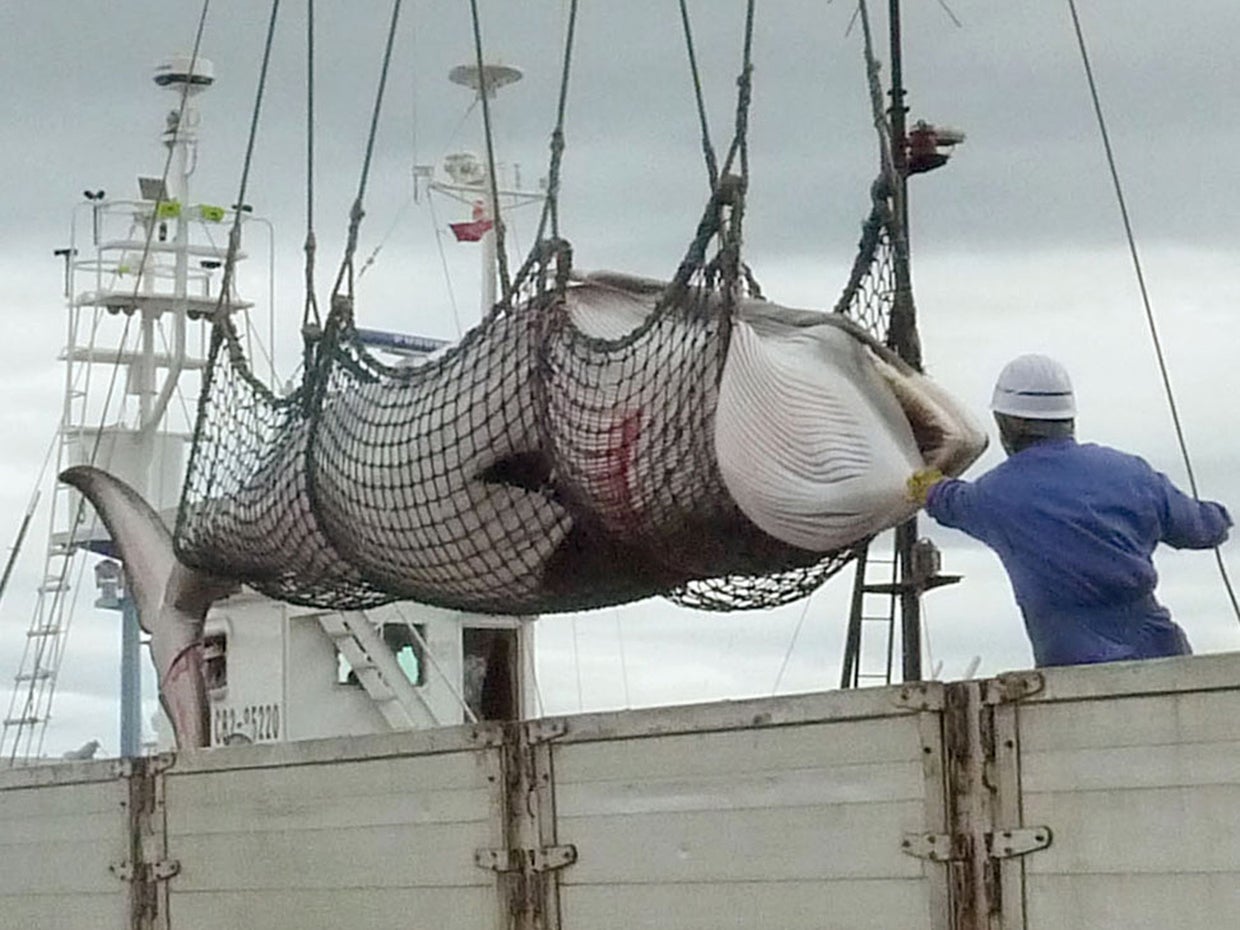 Japan whaling: Japan prepares to resume commercial whaling after 30 ...