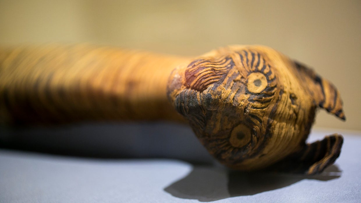 8 million dog mummies found in Egyptian mass grave - CBS News